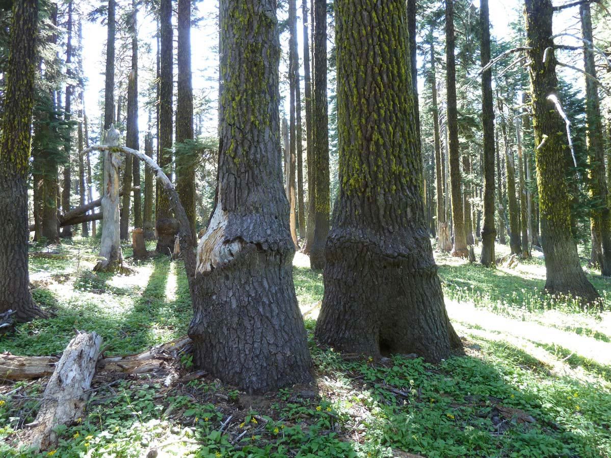 The Klamath-Siskiyou Region - Klamath Forest Alliance